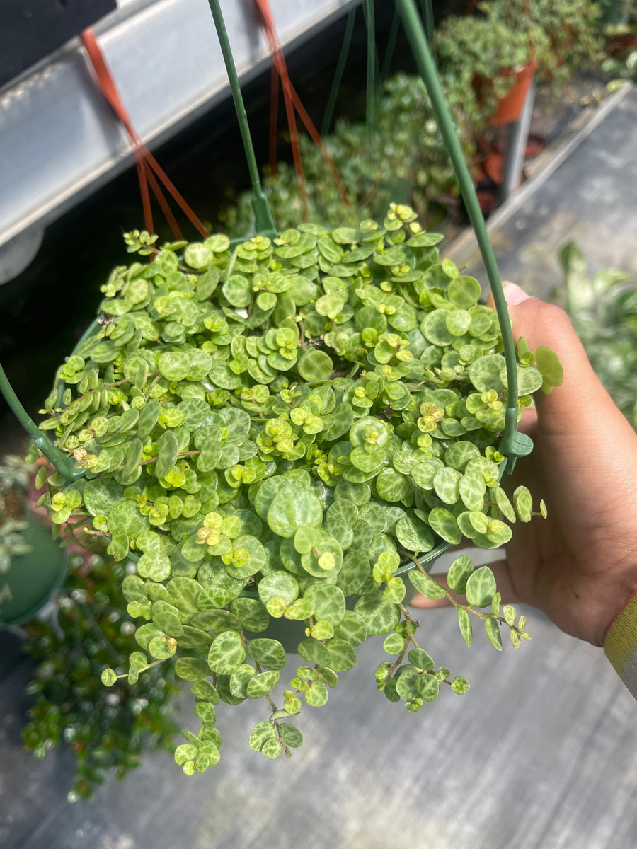 String of Turtles Peperomia Prostrata 6'' pot Live Plant – Dose of Succulents