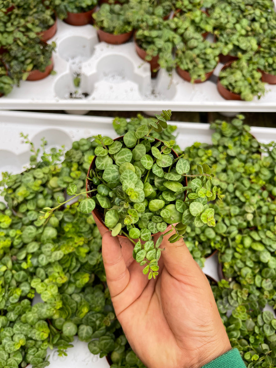 String of Turtles Peperomia Prostrata Live Indoor Plant 2'' pot – Dose of Succulents