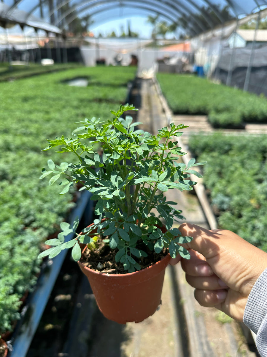 Live Rue Plant in 4-Inch Pot - Fresh Herb for Home Gardens - Aromatic ...