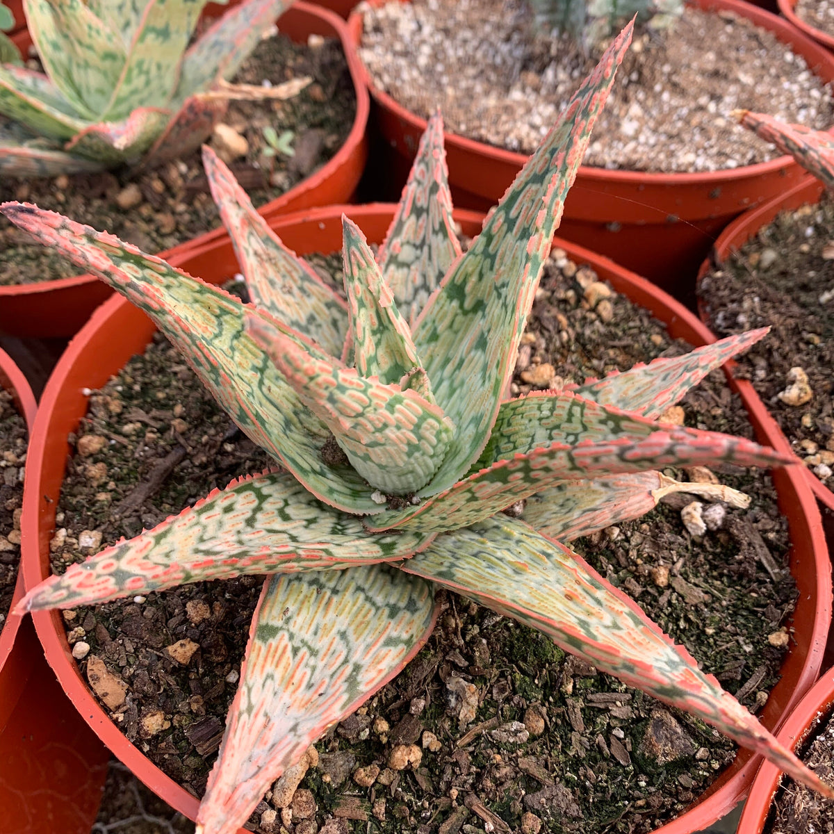 Rare Aloe Hybrid UNIQUE – Dose of Succulents