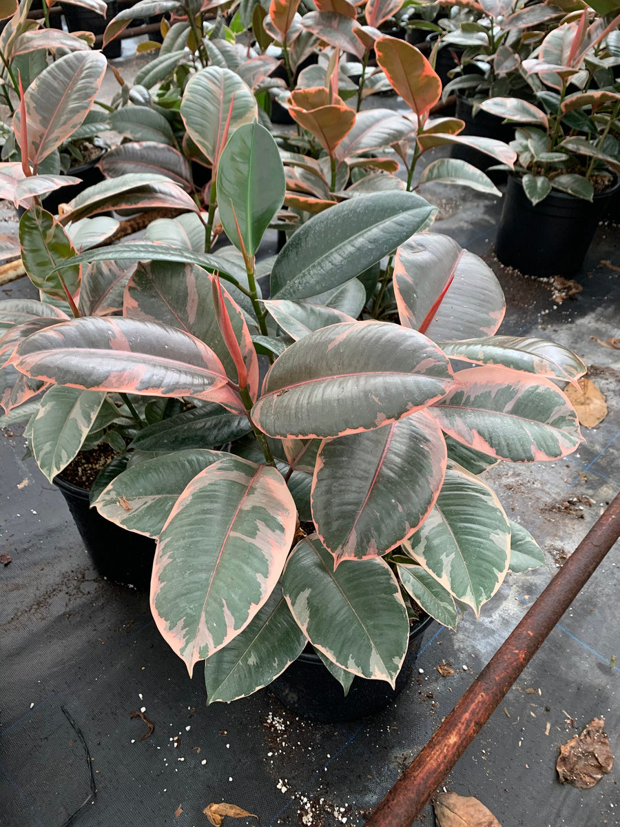 Ficus Ruby Ficus Elastica Pink Rubber Tree LARGE plant BAREROOT – Dose ...