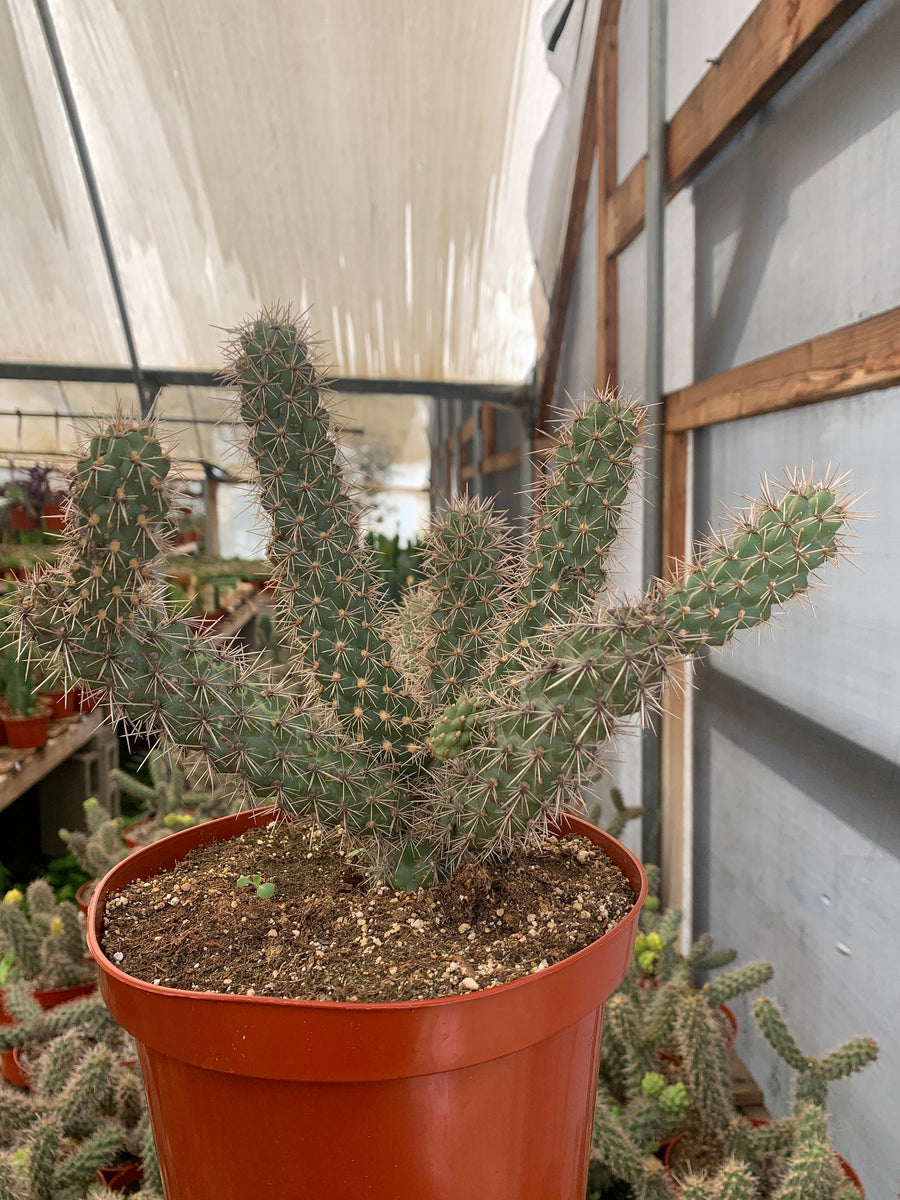 Large cholla cactus cylindropuntia – Dose of Succulents