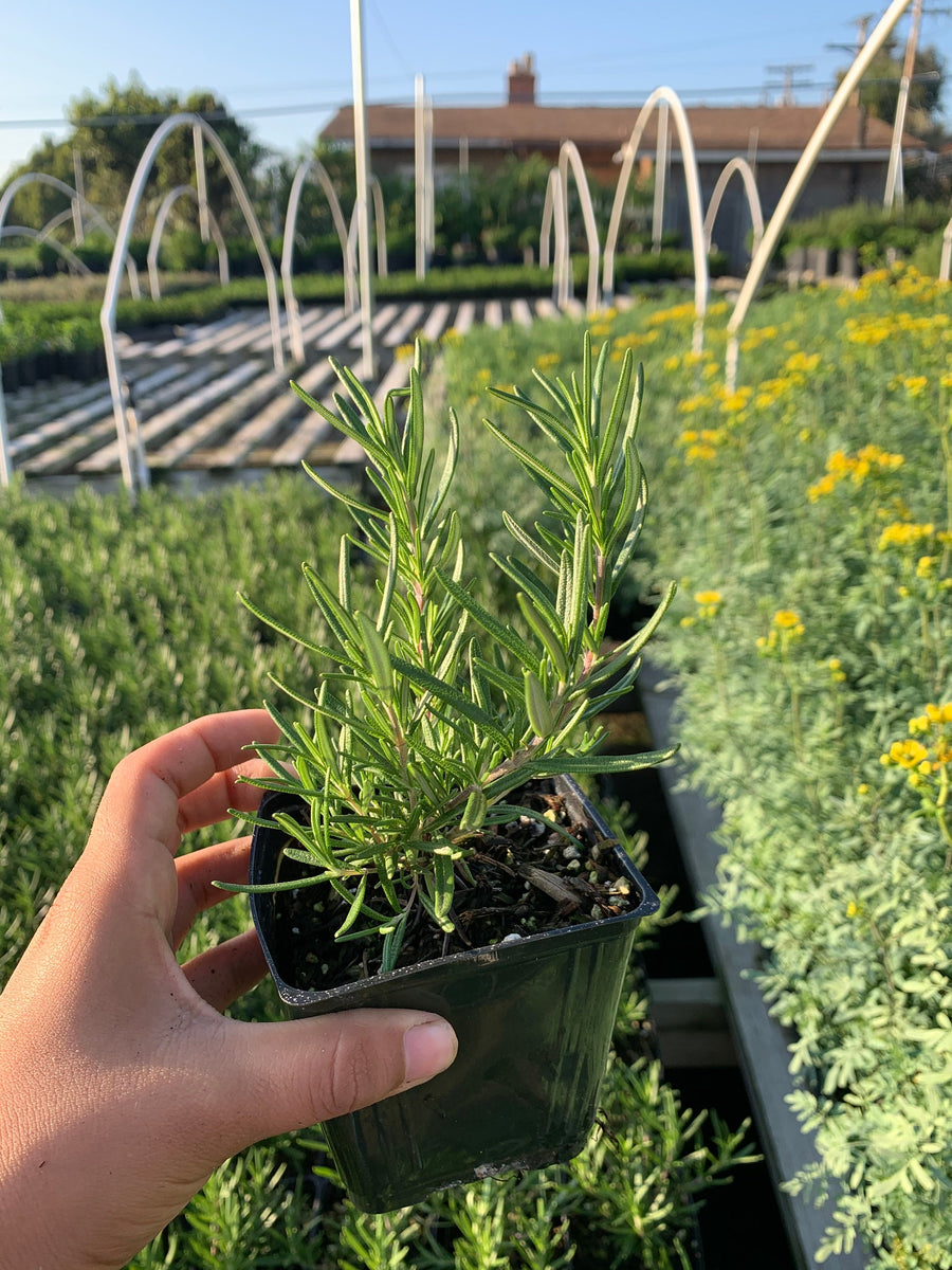 Rosemary Herb Rosmarinus Officinalis Arp Blooming Edible Plant LIVE Pl ...
