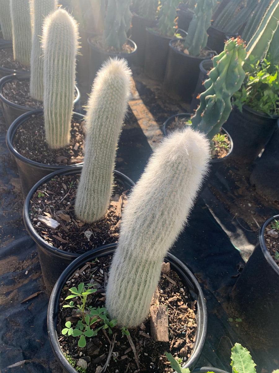 Large Cleistocactus strausii Silver Torch Cactus – Dose of Succulents