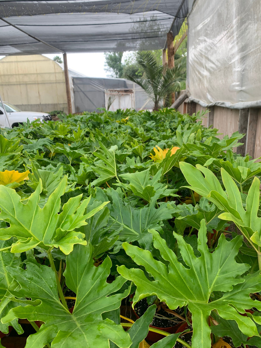 Philodendron Hope large 8” plant bare root – Dose of Succulents