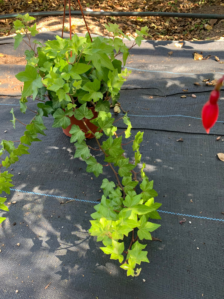 English Ivy Large Hanging Plant Very Long 6” pot LIVE PLANT – Dose of ...