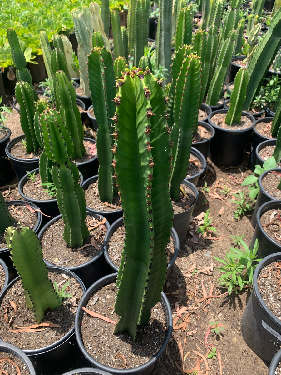 Euphorbia Ingens Candelabra Tree large live plant 20”tall – Dose of ...
