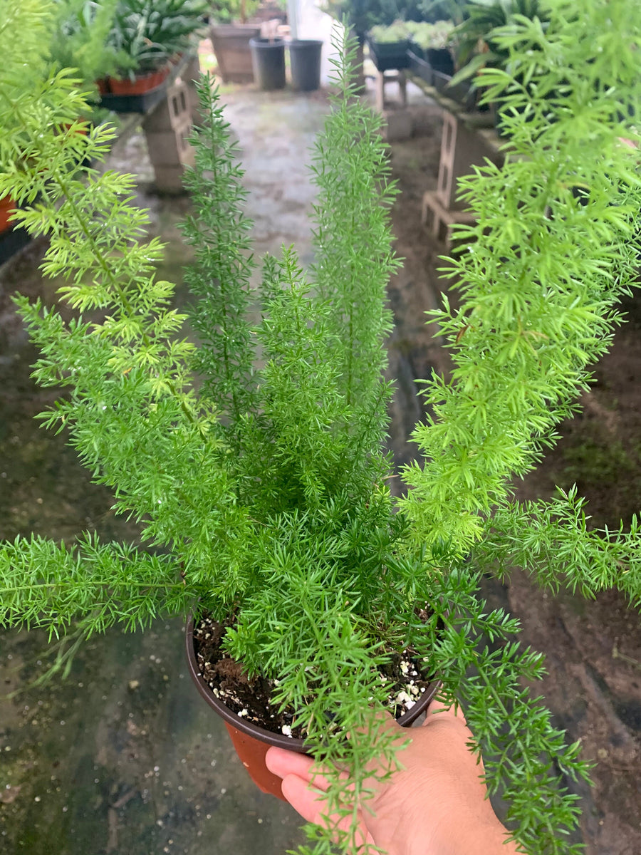 Fox tail Fen 6” pot bare root – Dose of Succulents