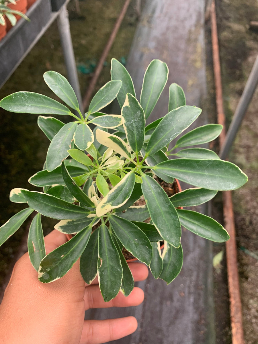 Variegated umbrella plant 4” pot live plant Schefflera actinophylla va ...