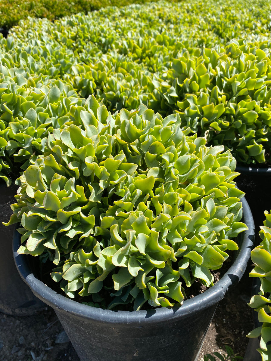 Large Ripple Jade Mound 12” wide Bare root – Dose of Succulents