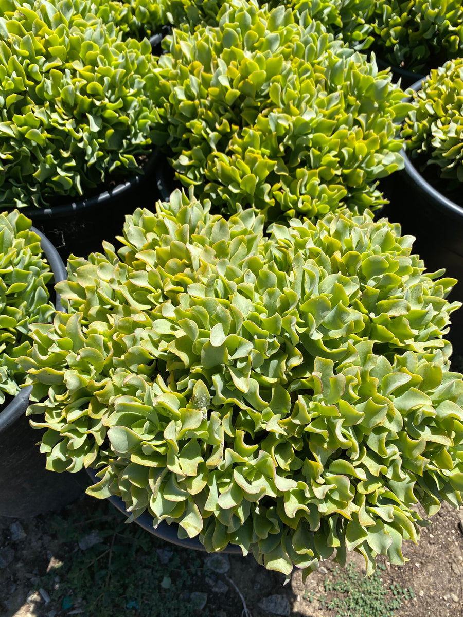 Large Ripple Jade Mound 12” wide Bare root – Dose of Succulents