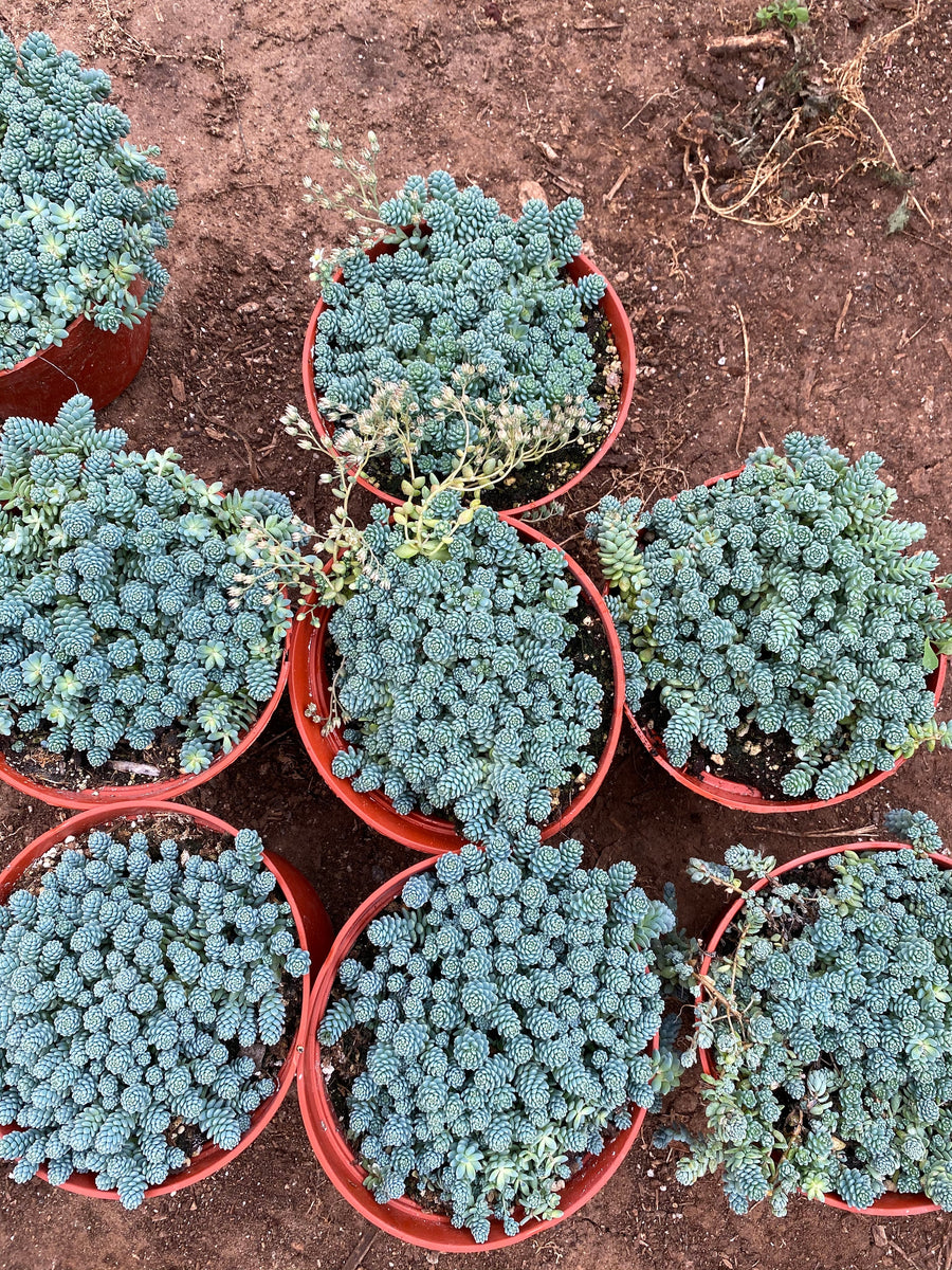 Sedum Dasyphyllum Major Blue Tears 6'' Pot Live Plant – Dose of Succulents