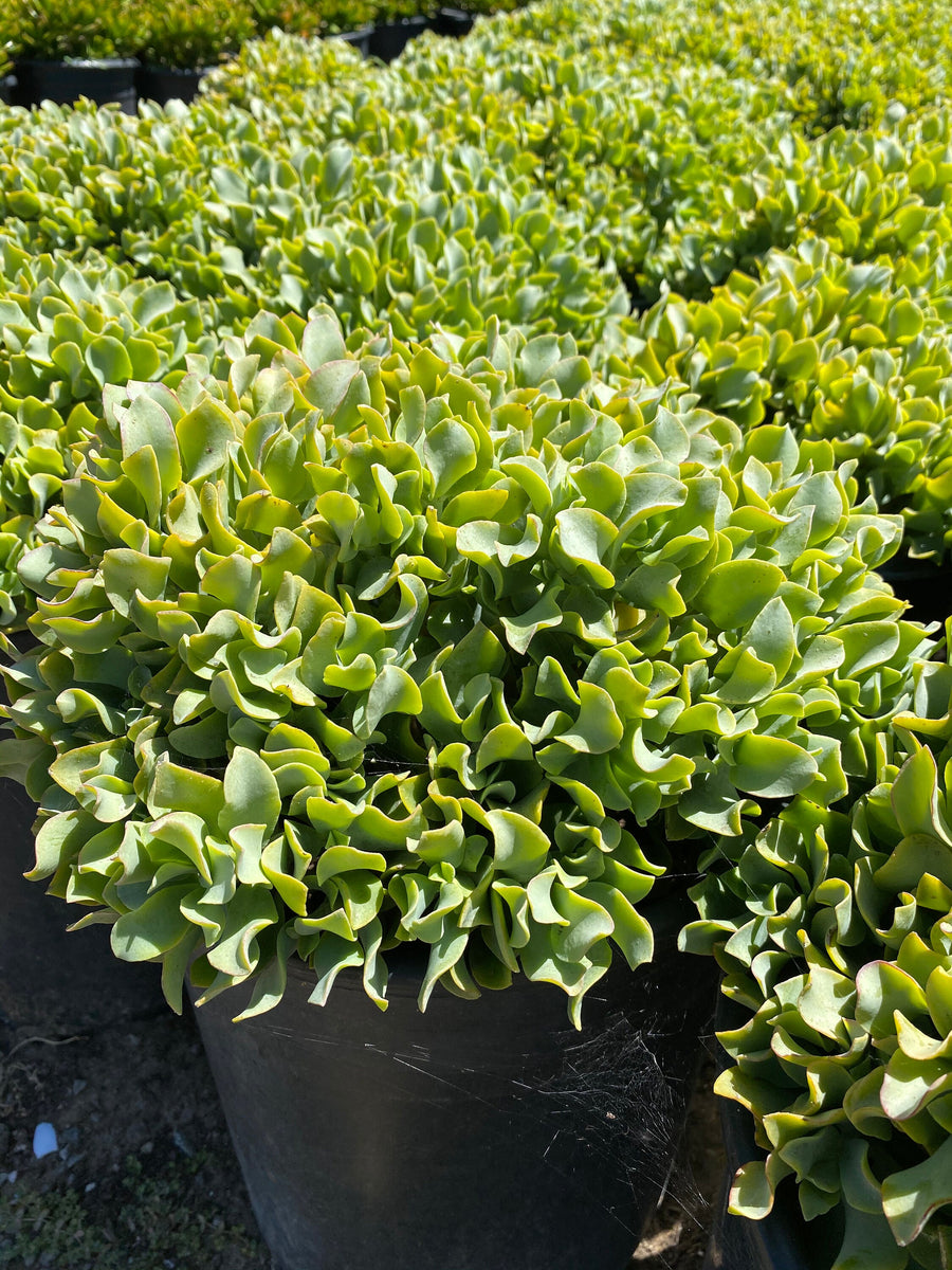Large Ripple Jade Mound 12” wide Bare root – Dose of Succulents