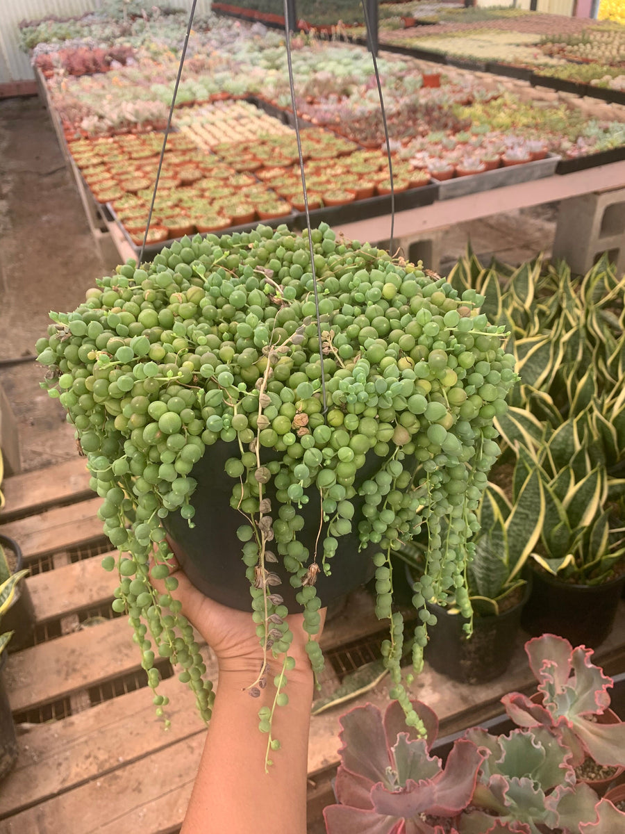 Senecio String of Pearls 8” pot Senecio Rowleyanus – Dose of Succulents