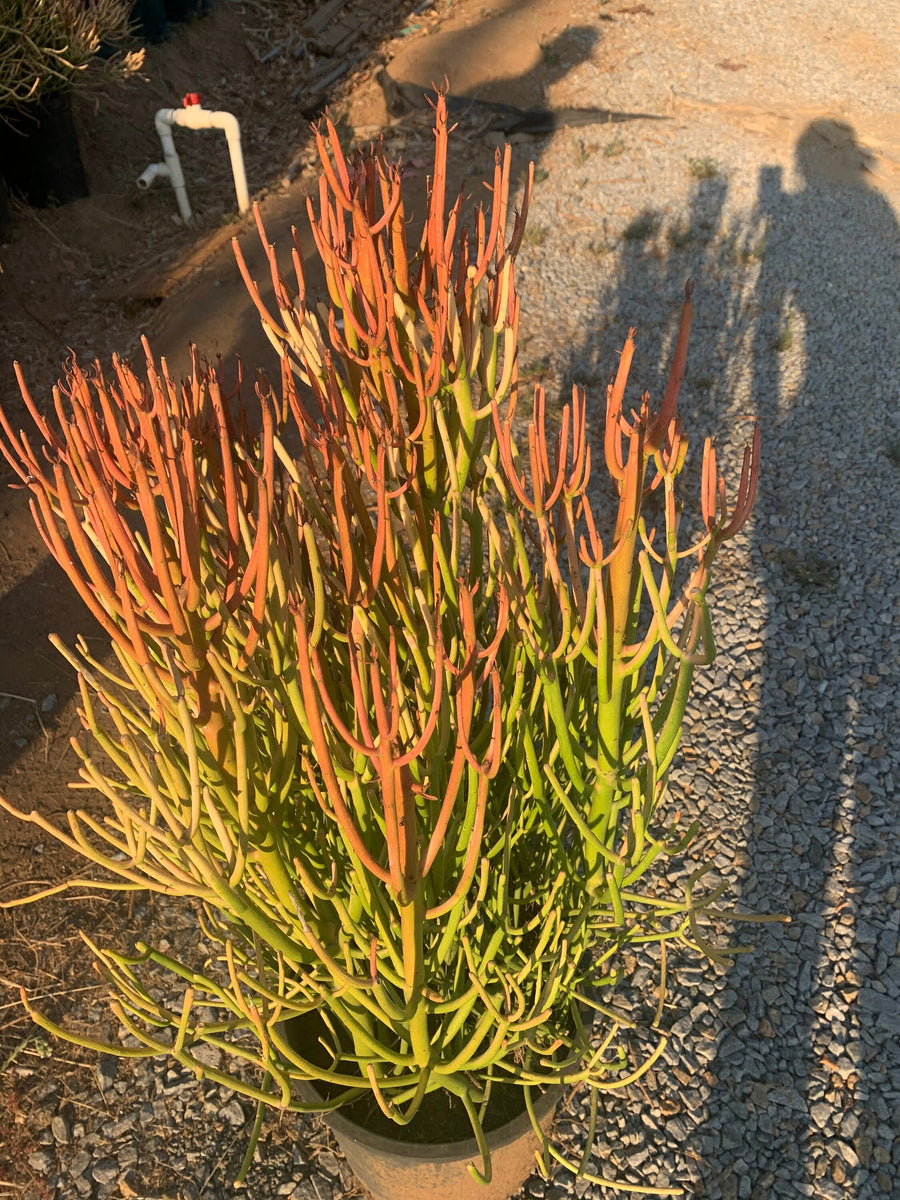 Euphorbia Sticks of Fire tirucalli Rubra 2' Tall Ships Bare Roots ...