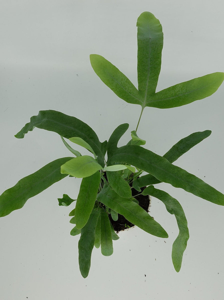 "Phlebodium aureum Blue Star Fern - Live Plant in 4-Inch Pot | Easy ...