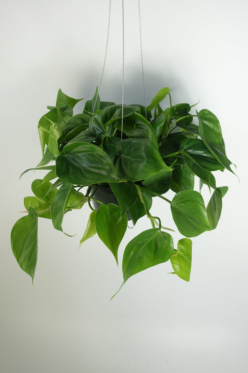 Heart Leaf Philodendron hanging Plant 6'' pot live Plant – Dose of ...