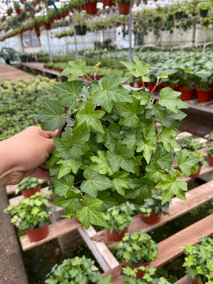 Ivy Plant Hedera Helix ivy 6'' Pot English Ivy Live Plant – Dose of ...