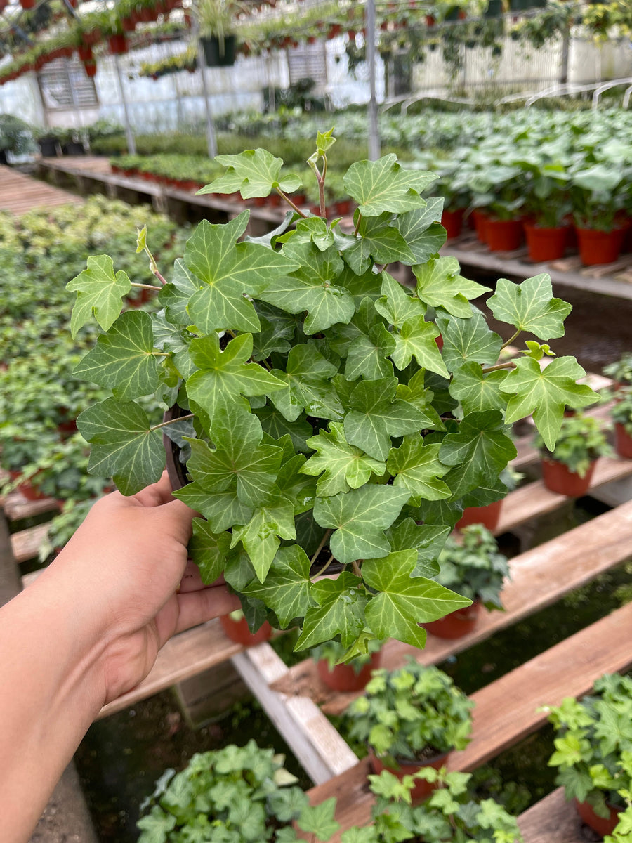 Ivy Plant Hedera Helix ivy 6'' Pot English Ivy Live Plant – Dose of ...