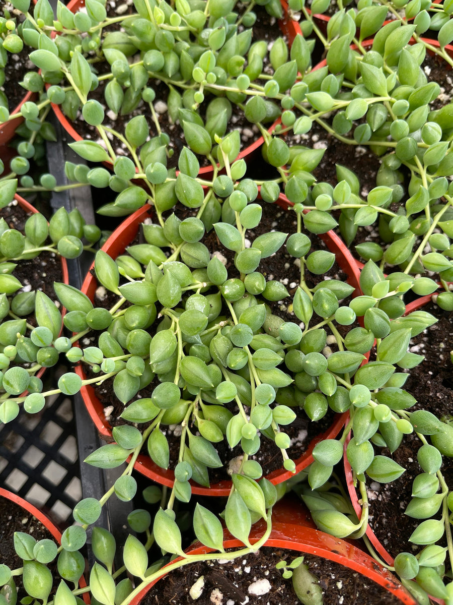 String of Tears Senecio Herreianus 4'' Pot Live Plant – Dose of Succulents