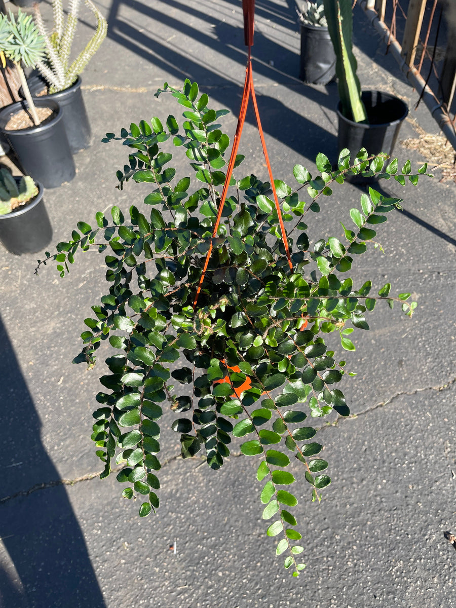 Button Fern Pellaea Rotundifolia Live Plant 6'' Pot – Dose of Succulents