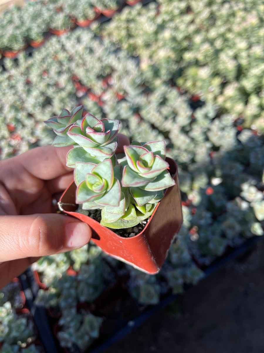 String of buttons Crassula perforata Succulent Live Plant 2'' pot ...