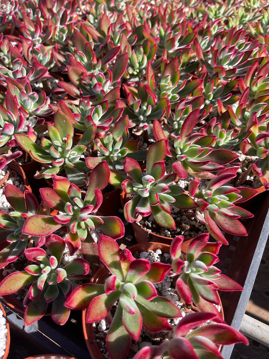 Echeveria ruby slippers red colors – Dose of Succulents