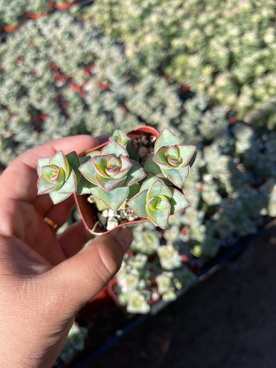 String of buttons Crassula perforata Succulent Live Plant 2'' pot ...