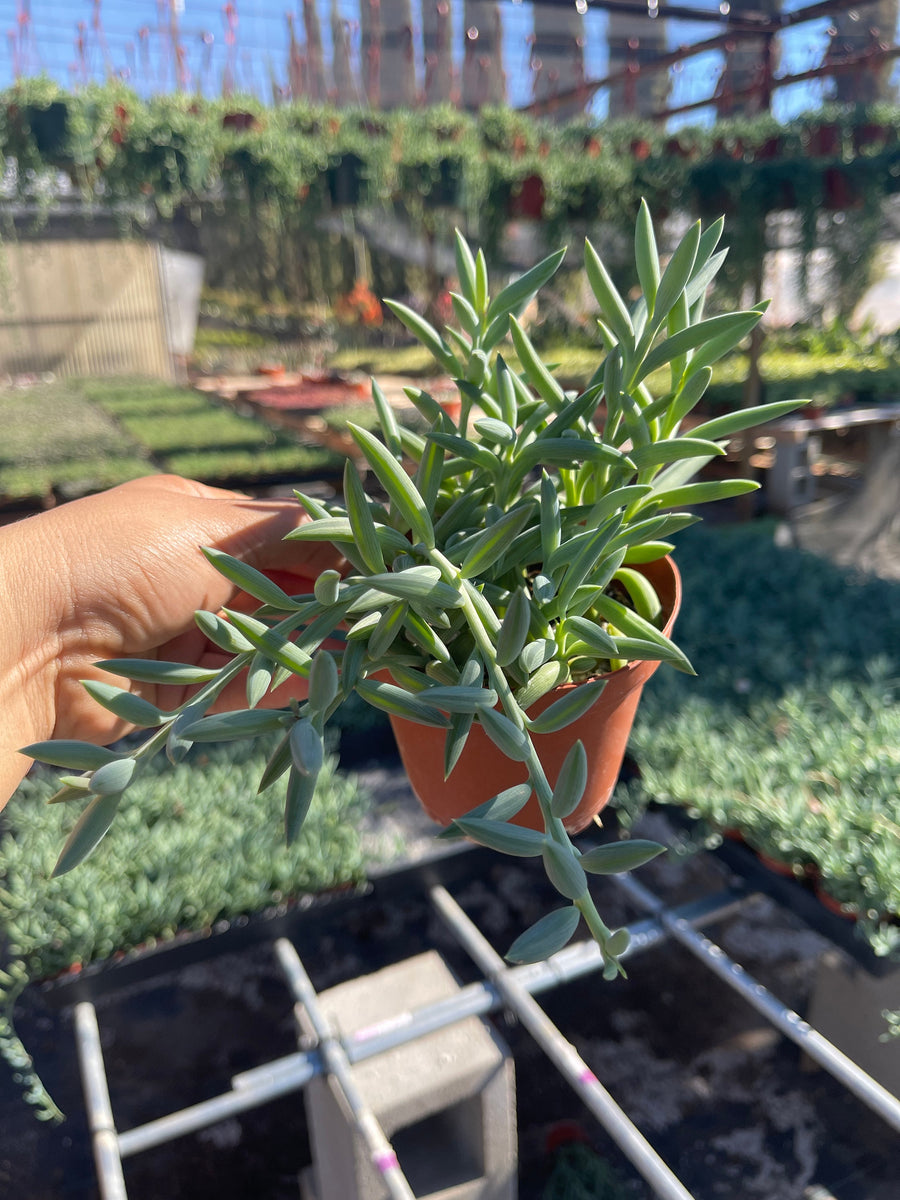 Fish hook Succulent Senecio Radicans Glauca 4'' pot Live Plant Strings ...