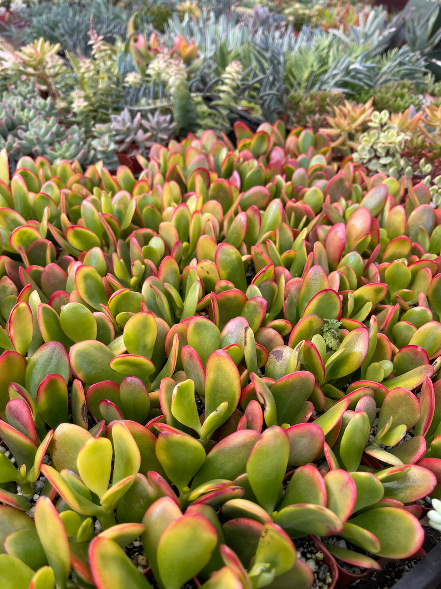 Jade Hummels Sunset Yellow Jade 2” pot – Dose of Succulents