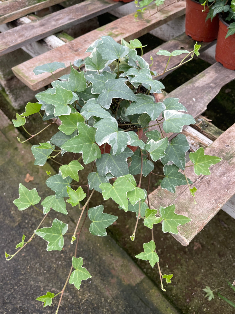 Long White Variegated Ivy Plant 6'' Pot Trailing plant – Dose of Succulents