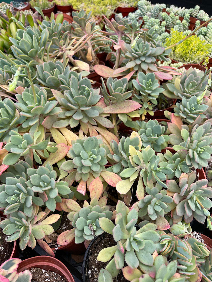 calandrinia spectabilis 4” pot – Dose of Succulents