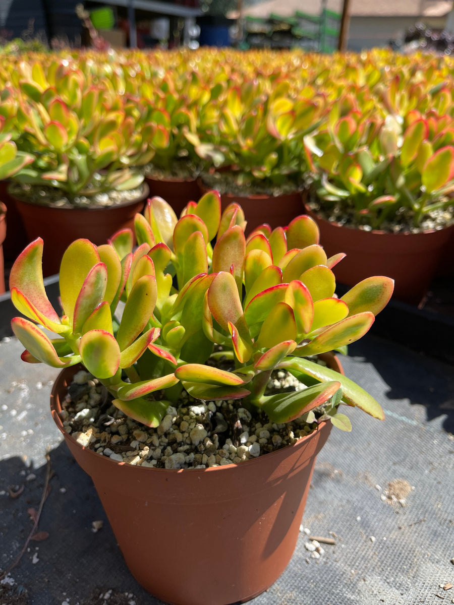 Crassula Ovata 6” jade Hummel’s Sunset Yellow Jade – Dose of Succulents