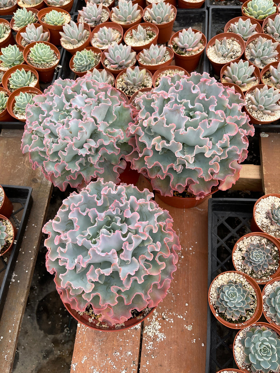 Echeveria Curly Pink Hybrid Live Plant – Dose of Succulents