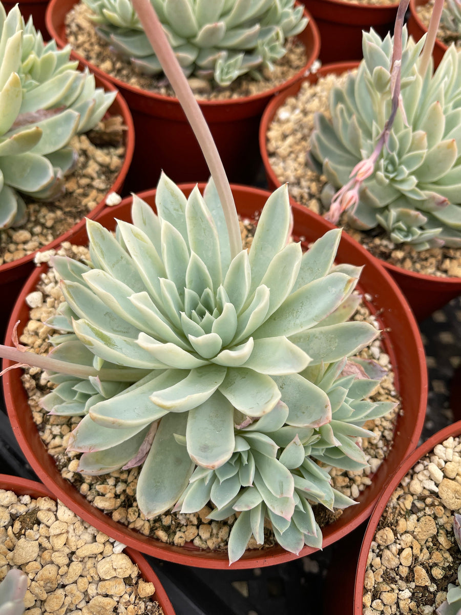 Echeveria Violet Queen - 6'' Pot – Dose of Succulents
