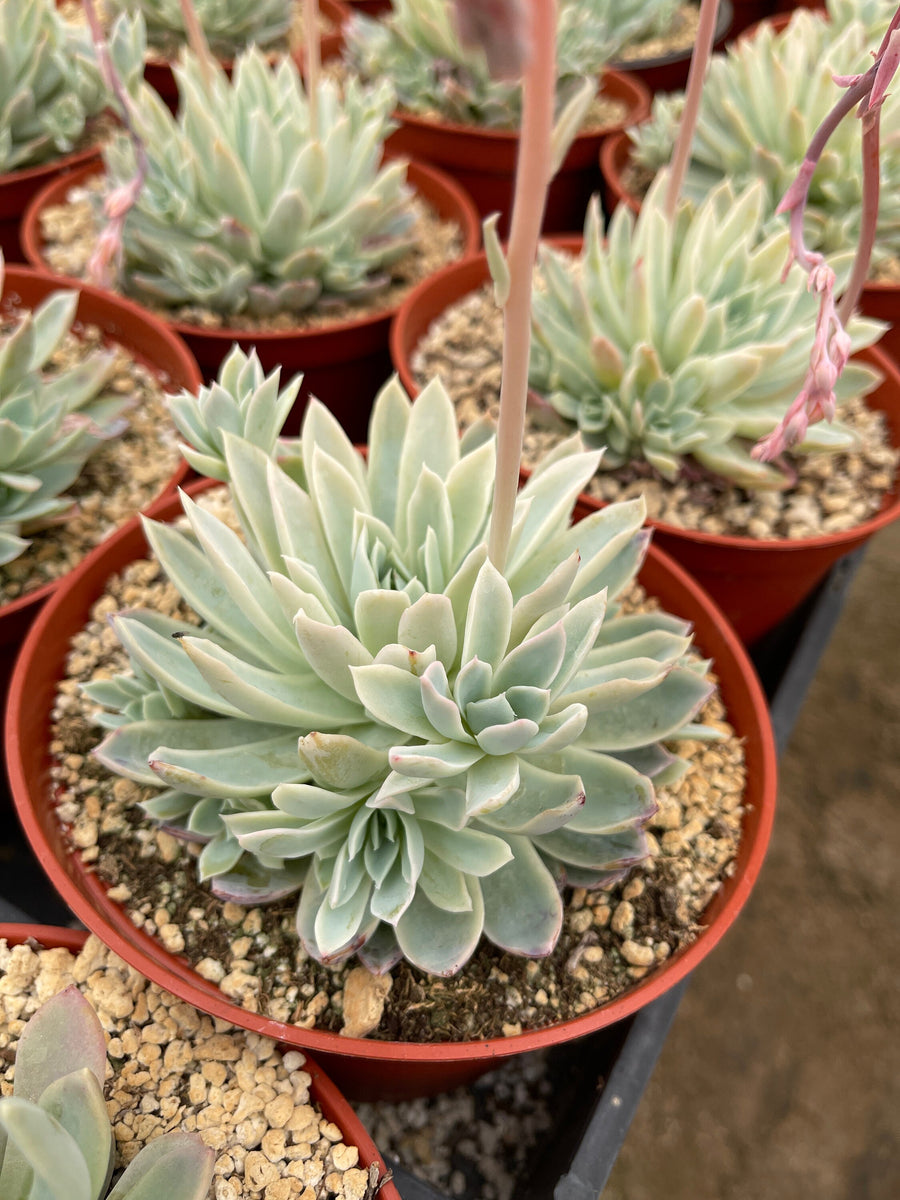 Echeveria Violet Queen - 6'' Pot – Dose of Succulents