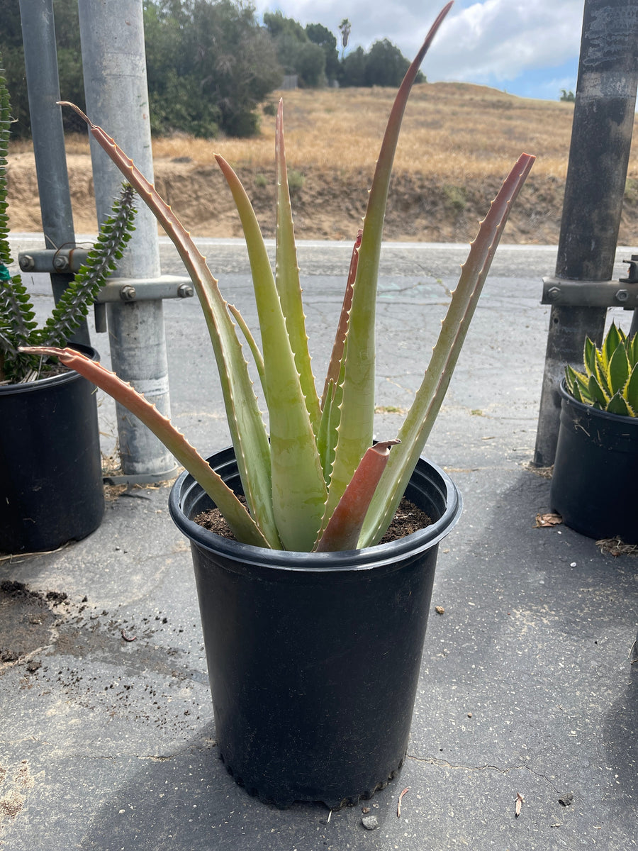 Large Aloe Vera Plant Bare root – Dose of Succulents
