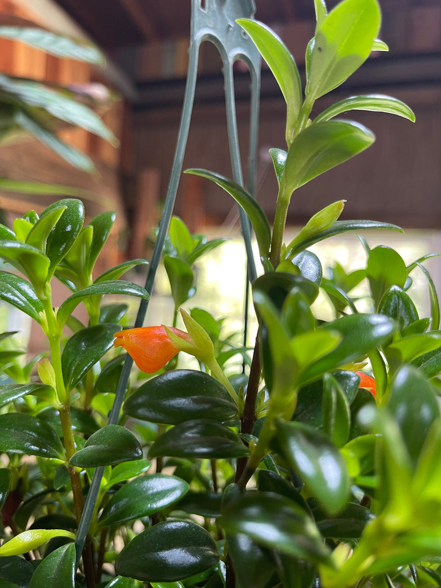 Goldfish Nematanthus 6'' Pot Live Plant – Dose of Succulents