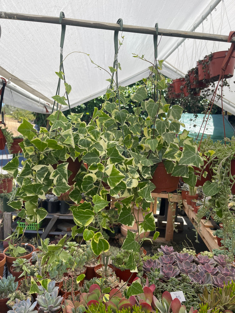 Variegated 'Wax Ivy' Houseplant in 6 Inch Pot - Senecio macroglossus ...