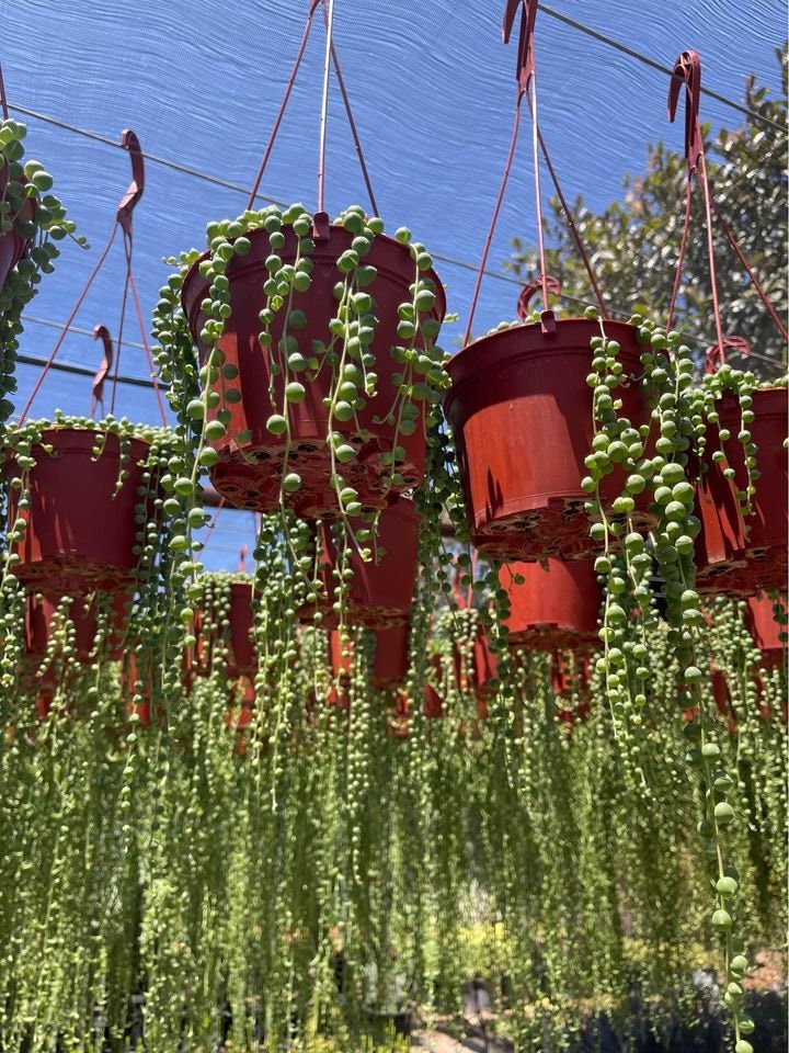 String of Pearls plant string of peas - 6'' Pot – Dose of Succulents