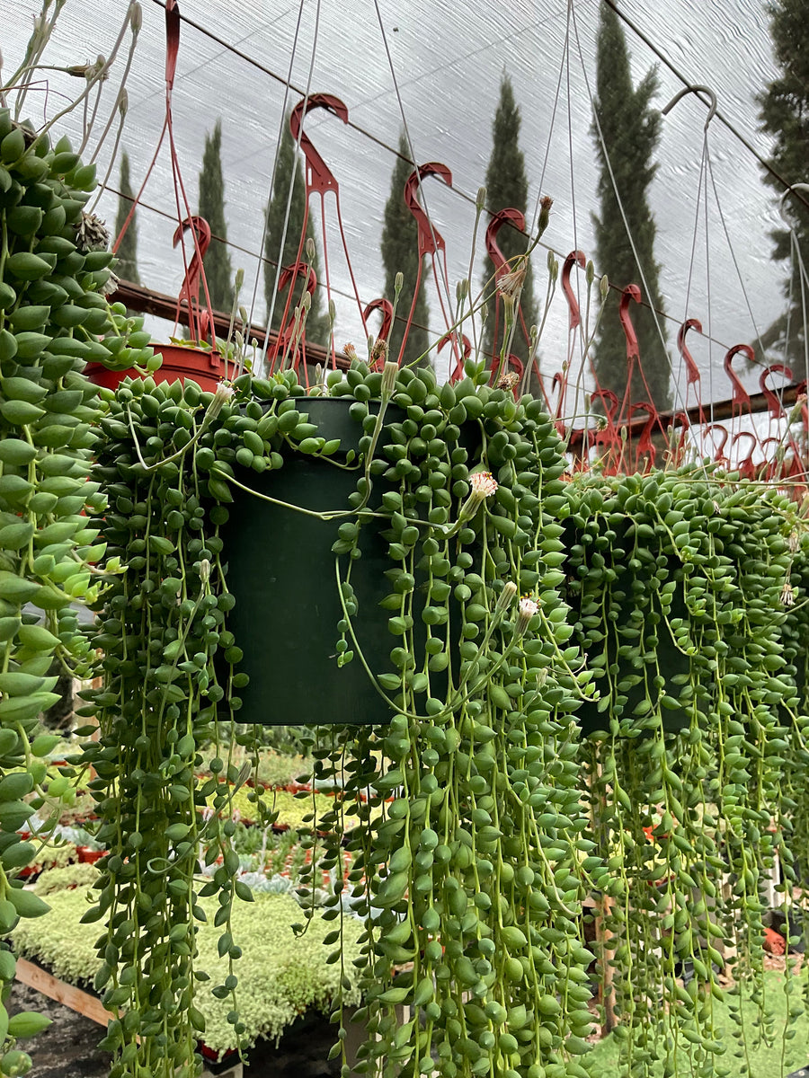 LARGE String of Tears hanging Plant 8’’ pot – Dose of Succulents