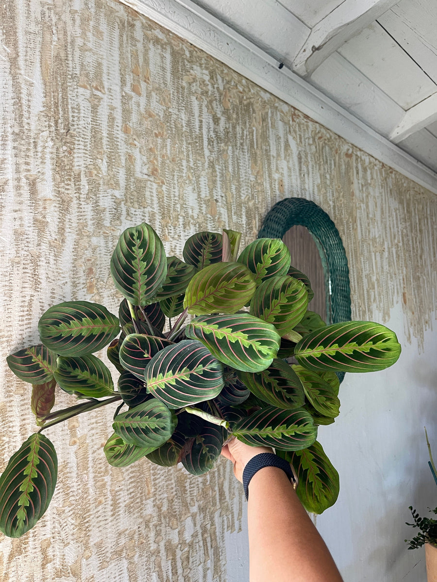 Red Maranta Prayer Plant Large 6” pot – Dose of Succulents