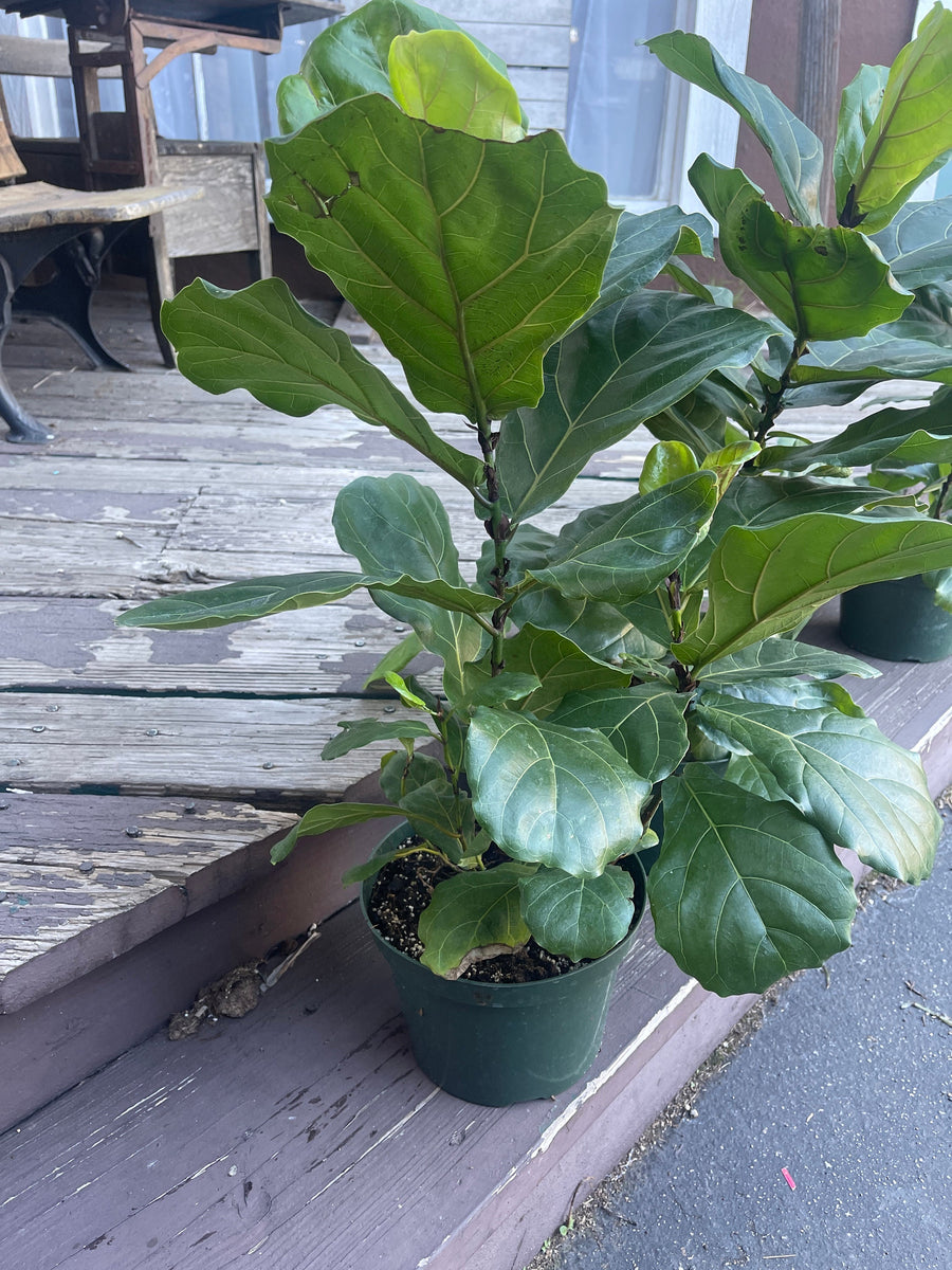 Fiddle Leaf Fig Tree Ficus Lyrata Live Large Plant 8'' Pot – Dose of ...