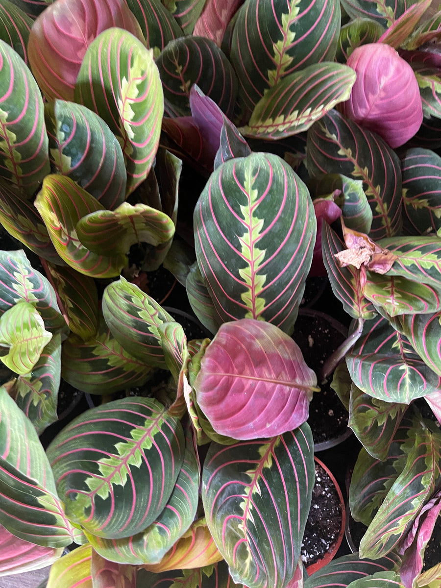 Red Maranta leuconeura 4” pot red Prayer Plant – Dose of Succulents