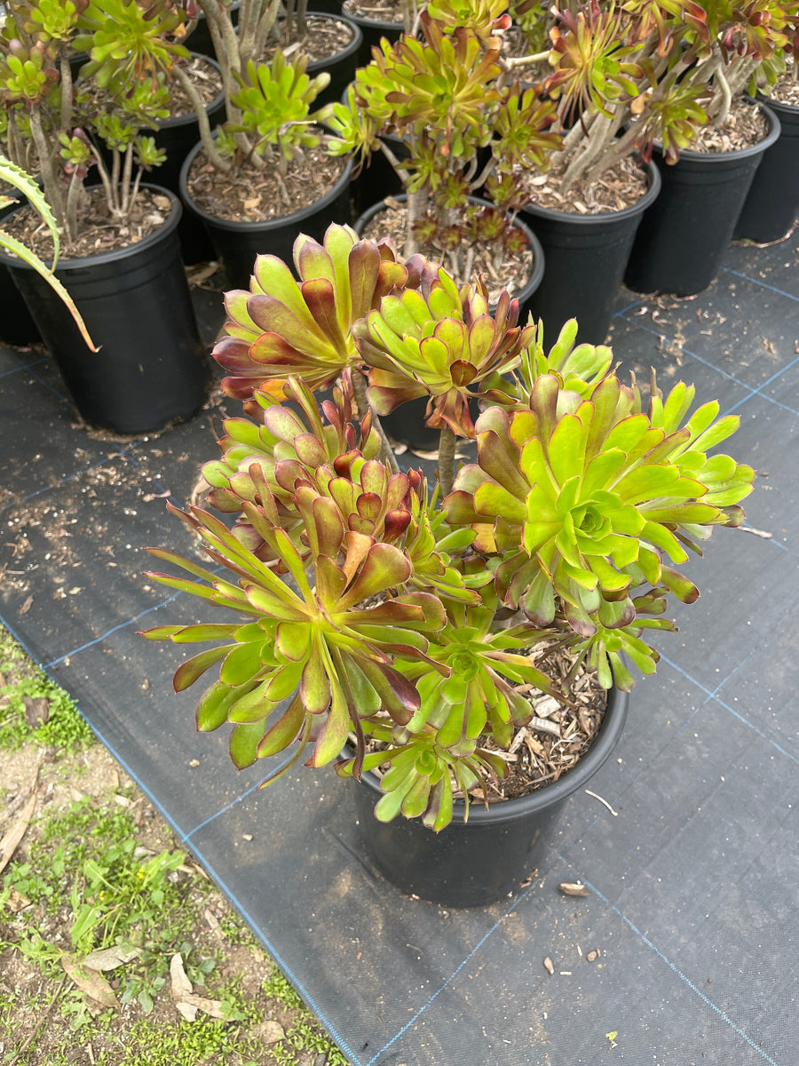 Aeonium Arboreum Atropurpureum Ships Bare Root – Dose of Succulents