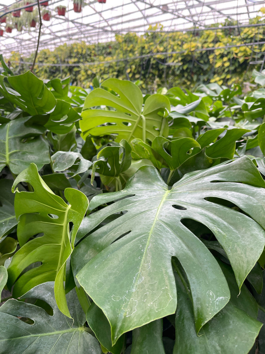 Very Large Monstera Deliciosa Plant Ships Bare root – Dose of Succulents