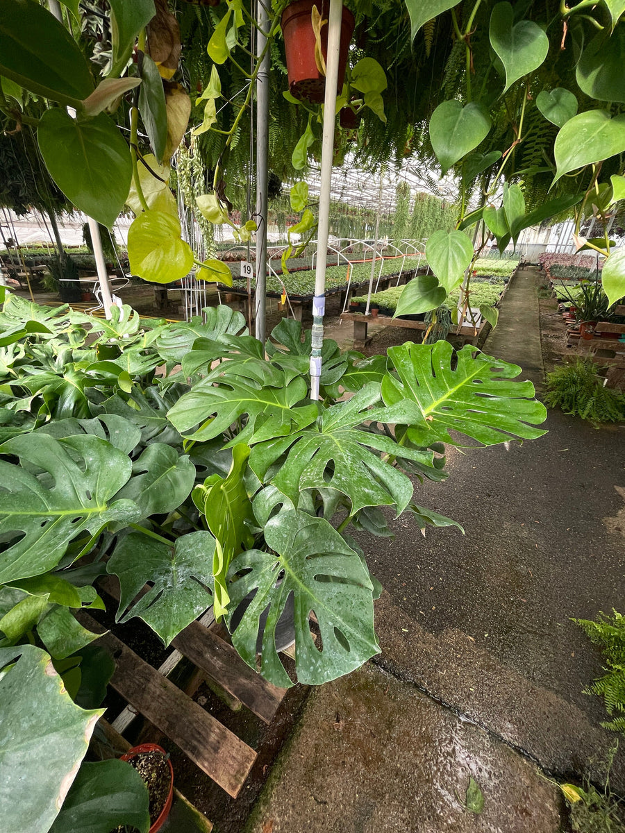 Very Large Monstera Deliciosa Plant Ships Bare root – Dose of Succulents