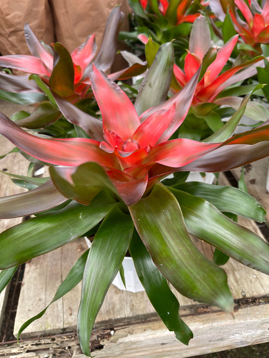 Neoregelia Neon Red Bromeliad – Dose of Succulents