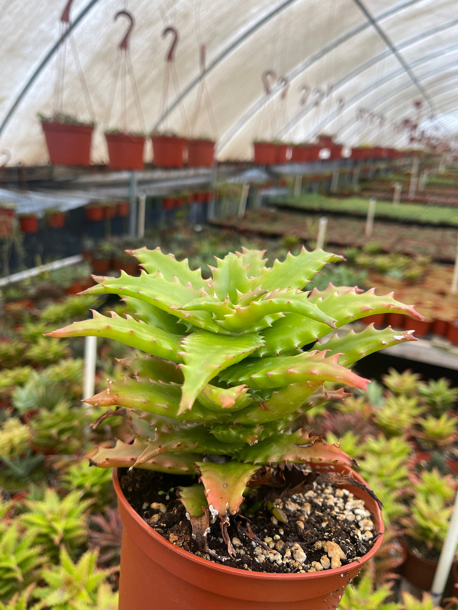 Aloe Congolensis - 6 inch Pot – Dose of Succulents