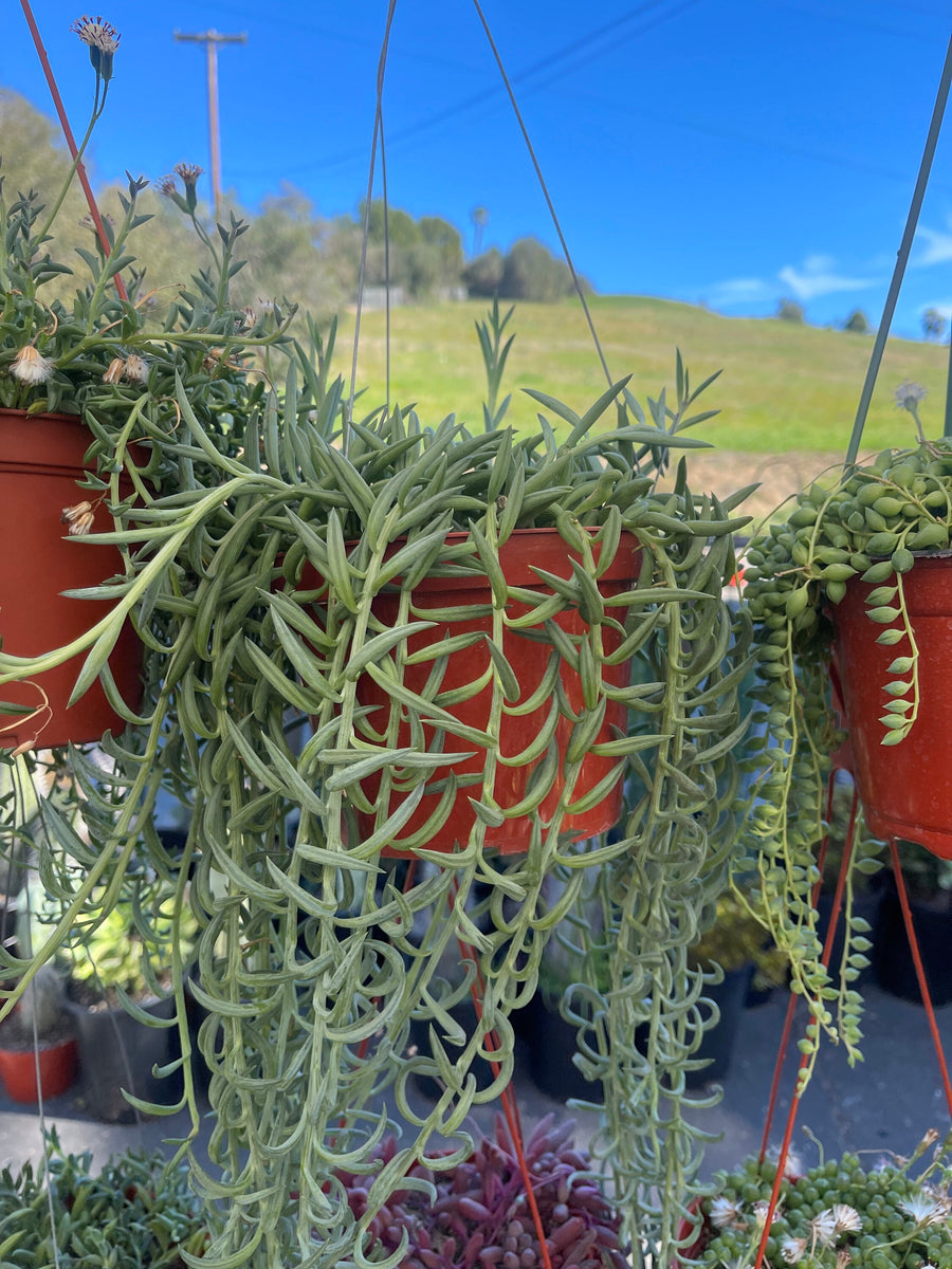 String of things Trailing Succulents Collection 6'' Pots Pearls, Banan ...